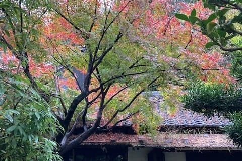 江戸末期の建物で庭には樹齢約200年の松が植わっている　パワースポットです 3枚目
