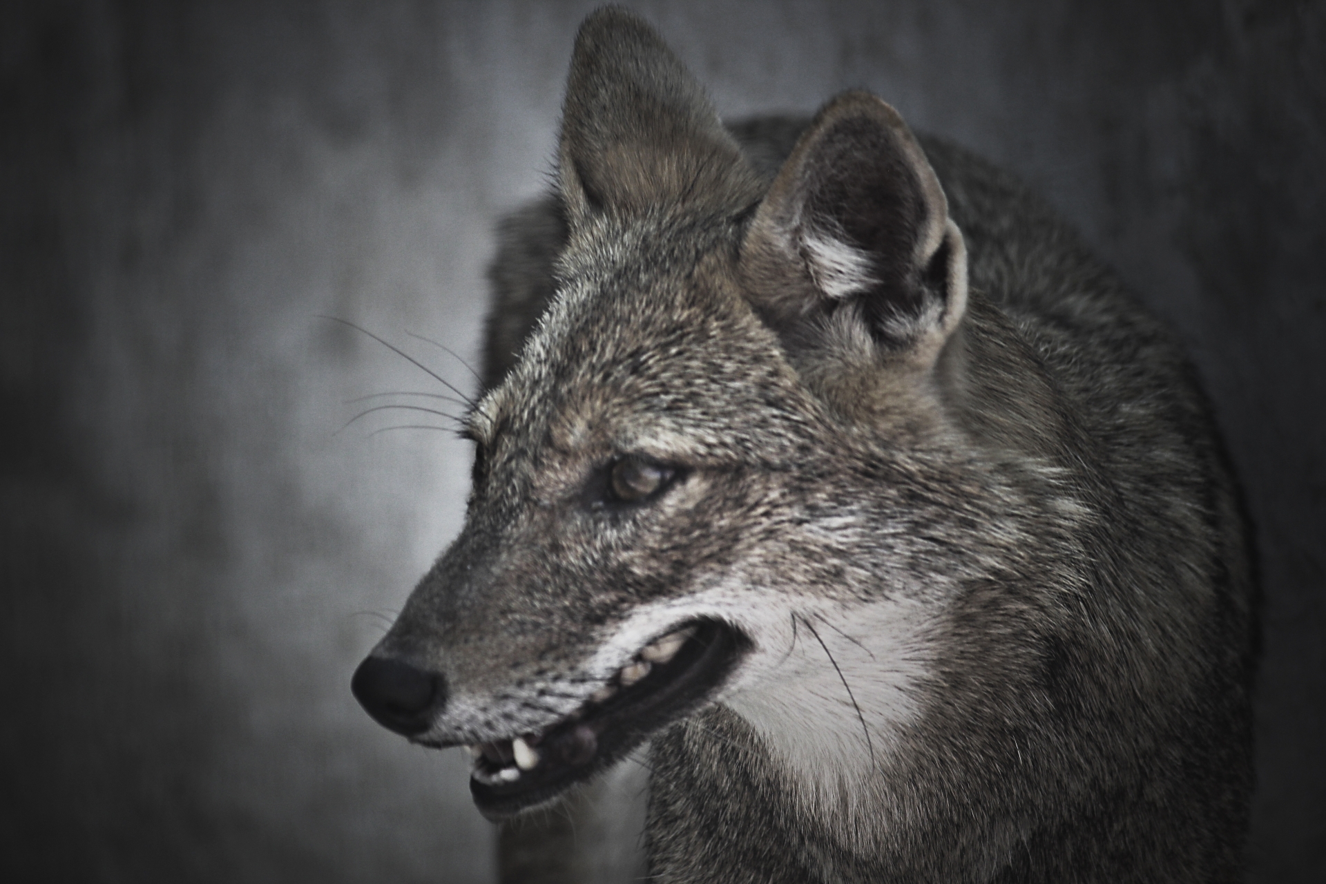 【初心者でもわかる】人狼ゲームのルール・役職・やり方を解説します！