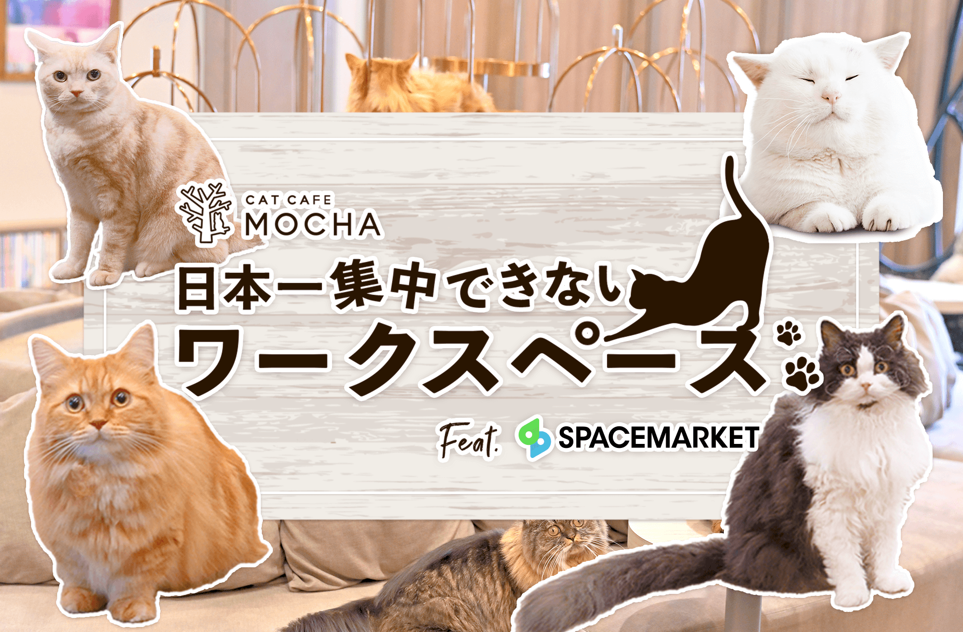 【販売中止】猫カフェでテレワーク?!日本一集中できないワークスペース予約開始【スペースマーケット限定】